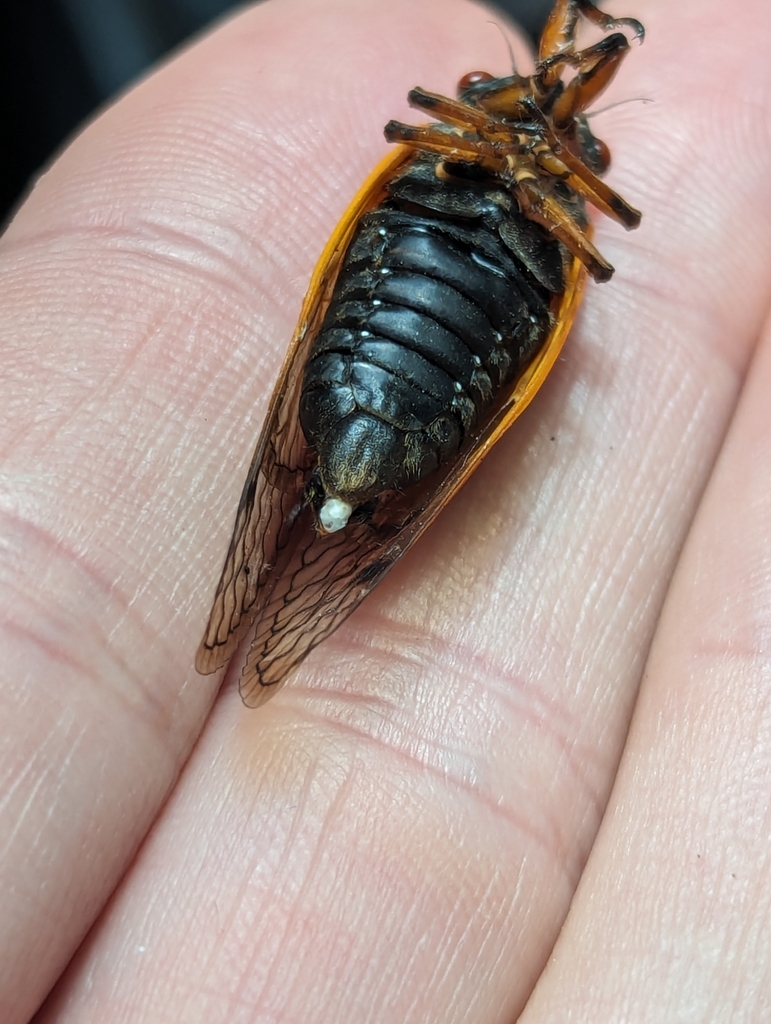 Massospora cicadina from Chattanooga, TN 37415, USA on May 23, 2024 at ...