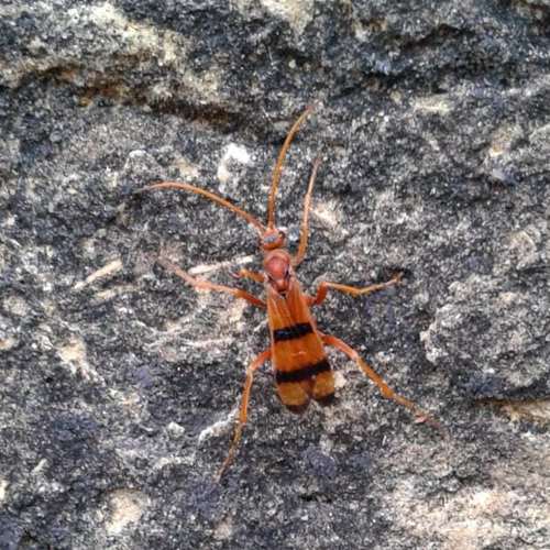 Priocnessus apache · iNaturalist