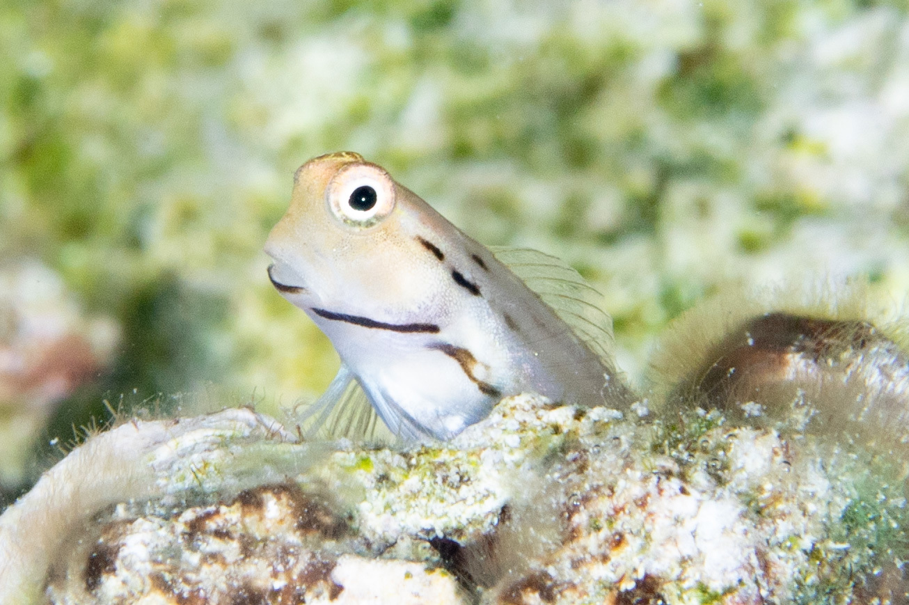 Ecsenius yaeyamaensis (Aoyagi, 1954)