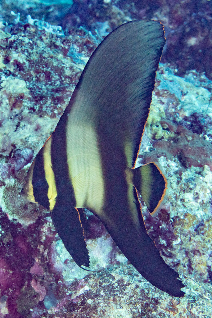 Batfishes (Platax) - Marine Life Identification