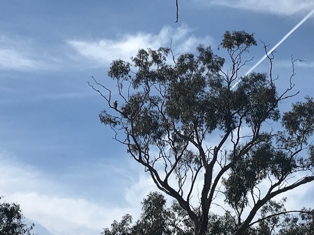 Square-tailed Kite in May 2024 by lonescouts · iNaturalist