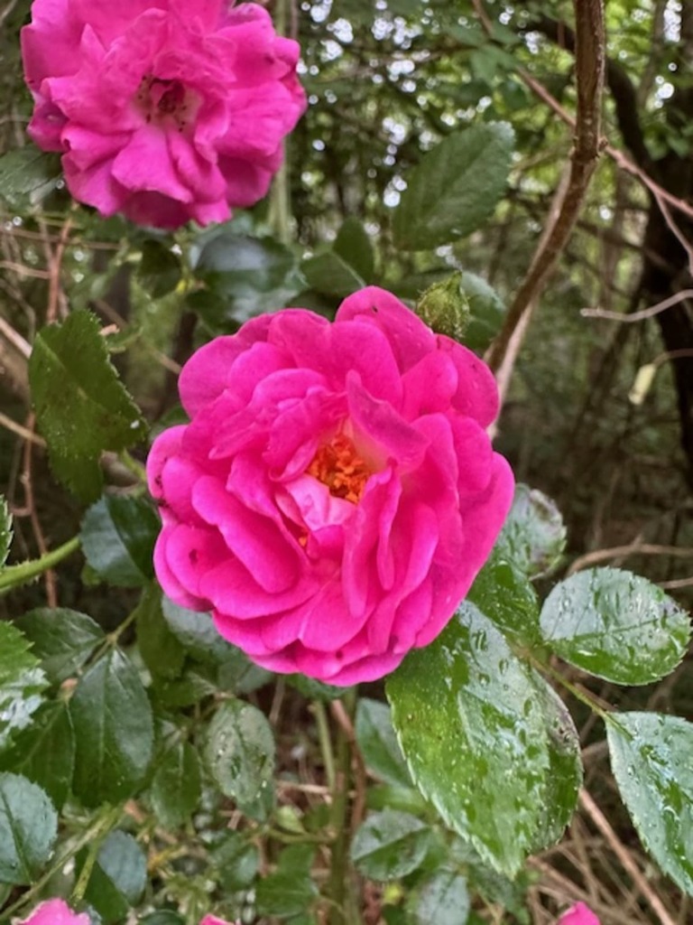 roses in May 2024 by transylvania_nc. ecoEXPLORE Username: joseph54321 ...