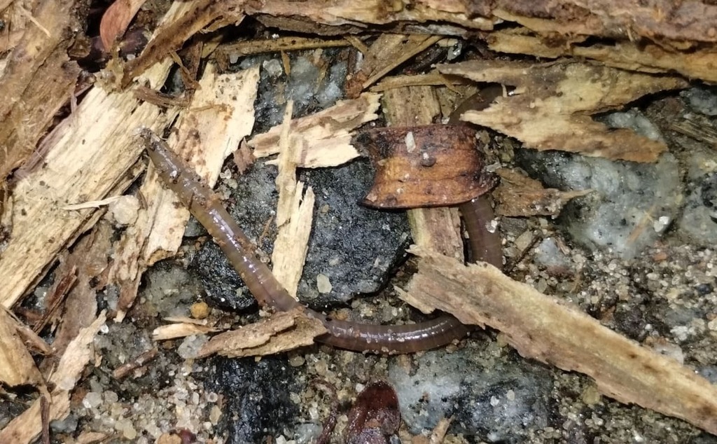Common Earthworm in May 2024 by rockingham_nc. ecoEXPLORE Username ...