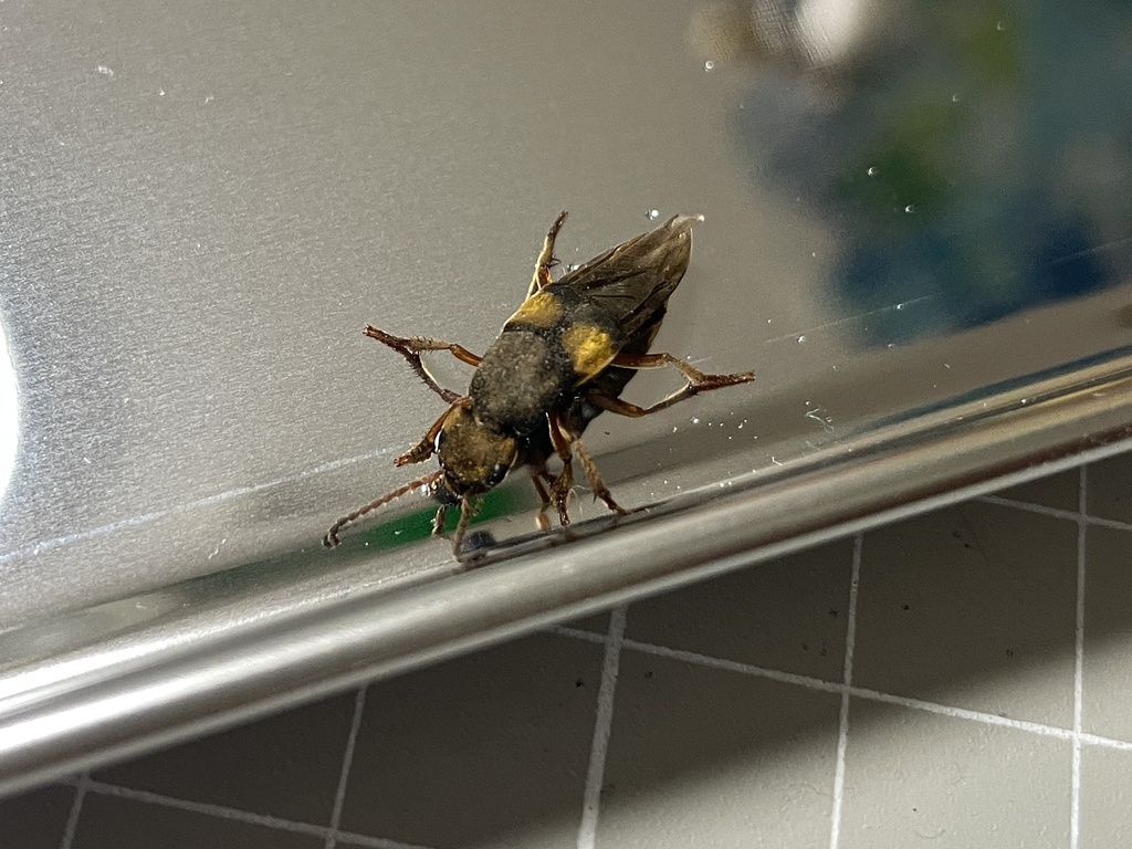 Agelosus weisei from Kinuta Park, Setagaya, Tokyo, JP on May 24, 2024 ...