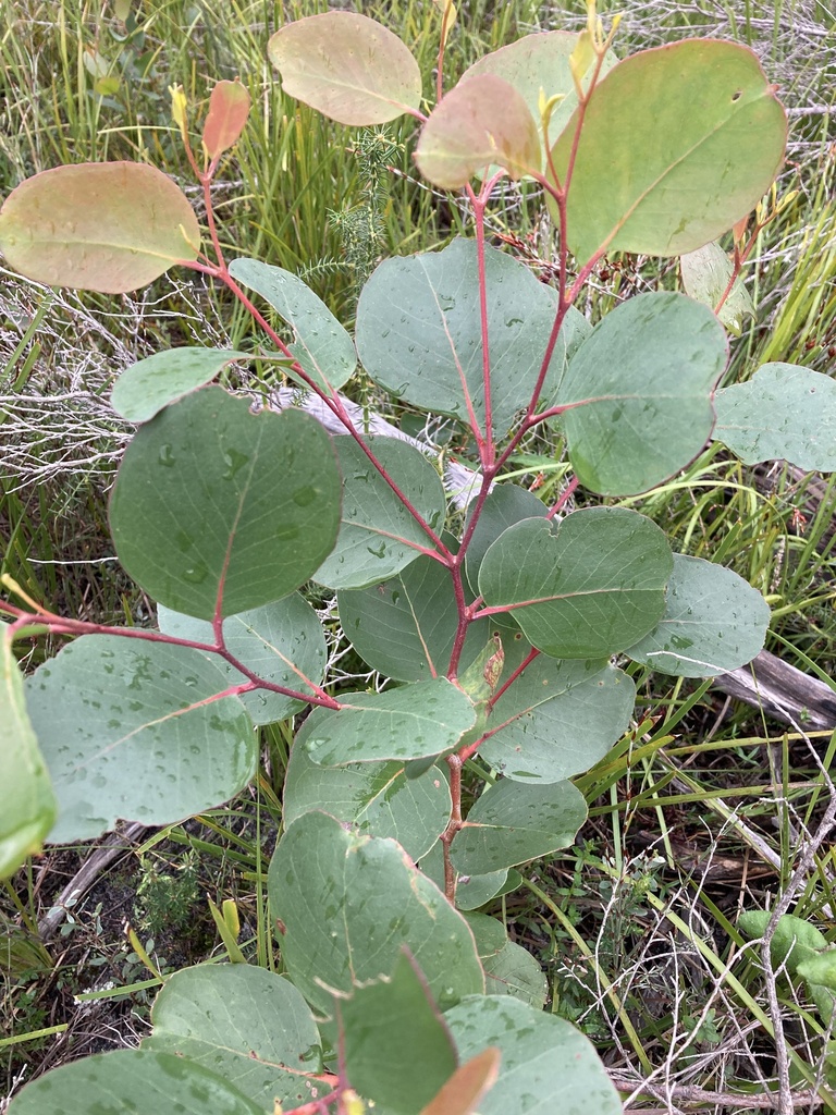 eucalyptus from Wilsons Promontory National Park, Wilsons Promontory ...