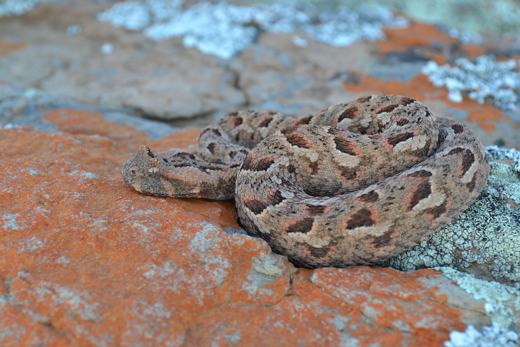 Red Adder from Cape Winelands District Municipality, South Africa on ...
