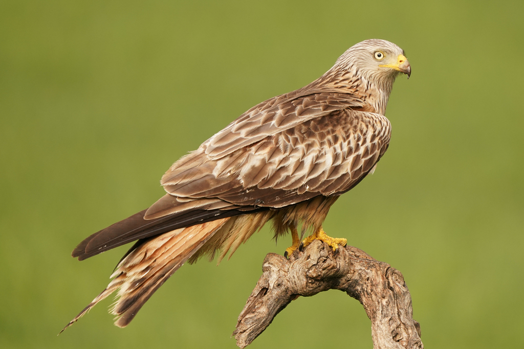 Red Kite (Milvus milvus) - Avian Discovery