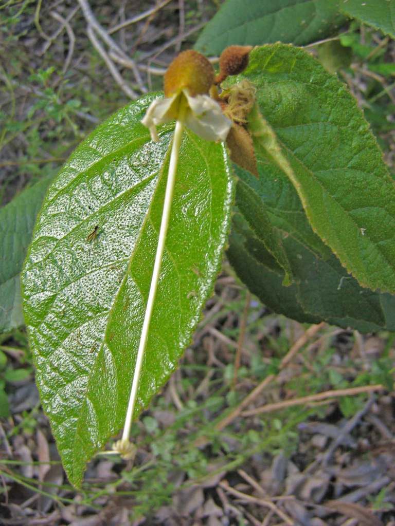 (Helicteres laciniosa) - Botanical Realm