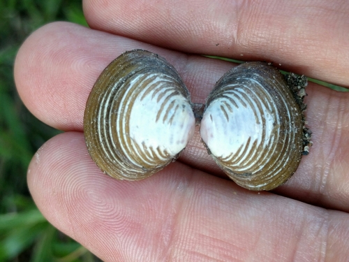 Asian Clam (ADIRONDACK RESEARCH GUIDEBOOK) · iNaturalist