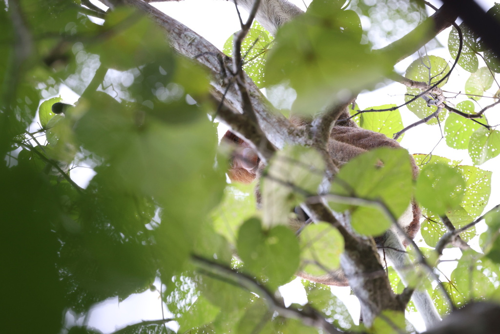 Proboscis Monkey in May 2024 by Chong Yan Kai · iNaturalist