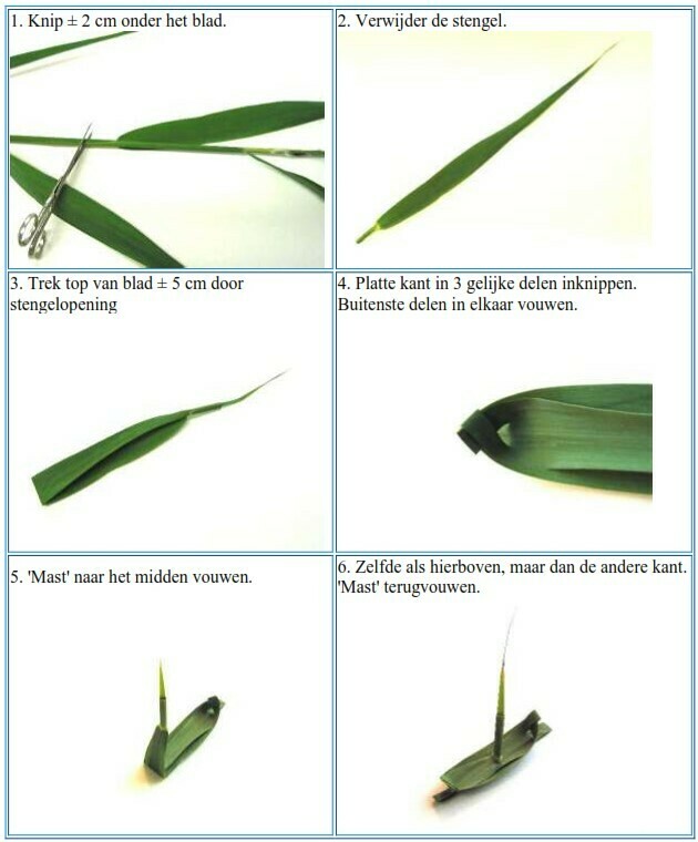 riet (Plantenkennis: grasachtigen) · iNaturalist