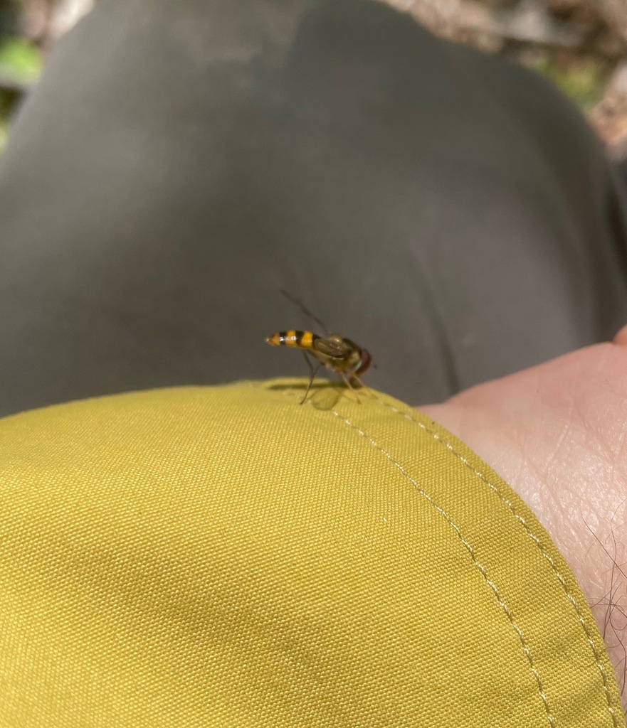 Typical Hover Flies from Addison, Vermont, United States on May 7, 2024 ...