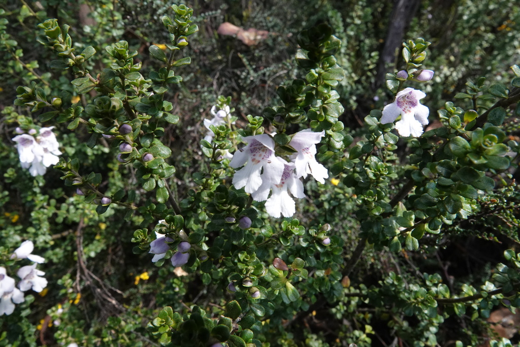 alpine mint bush from Mount Buffalo VIC 3740, Australia on December 4 ...