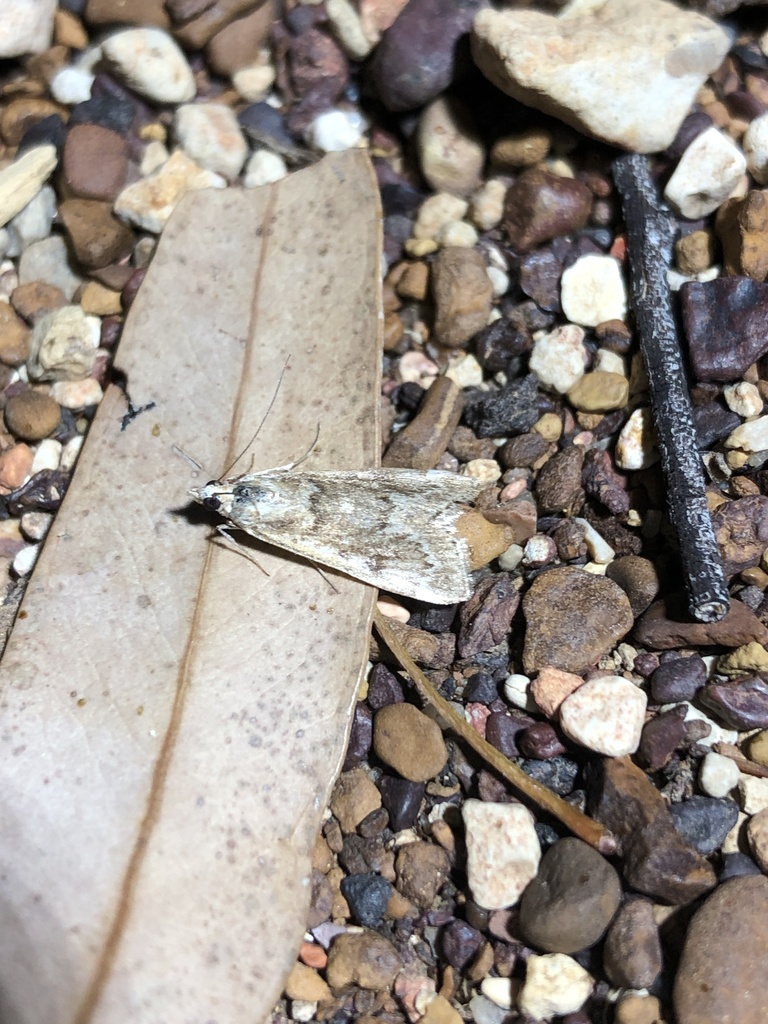 Cotton Web Spinner from Kanku-Breakaways Conservation Park, Coober Pedy ...
