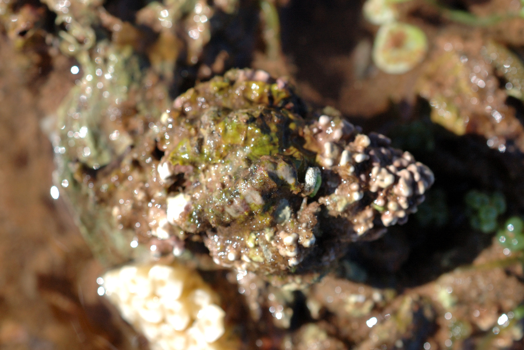 Hexaplex stainforthi from Port Hedland on September 11, 2017 at 08:55 ...