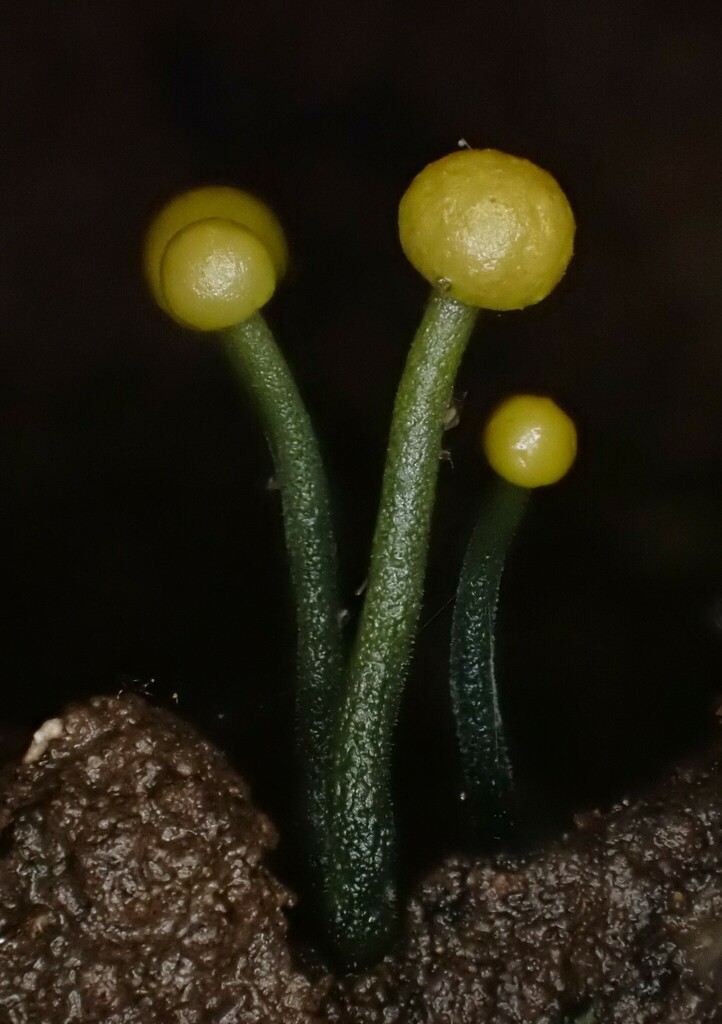 Two-toned Pin in May 2024 by Beau Meister. Growing on wet dead wood in ...
