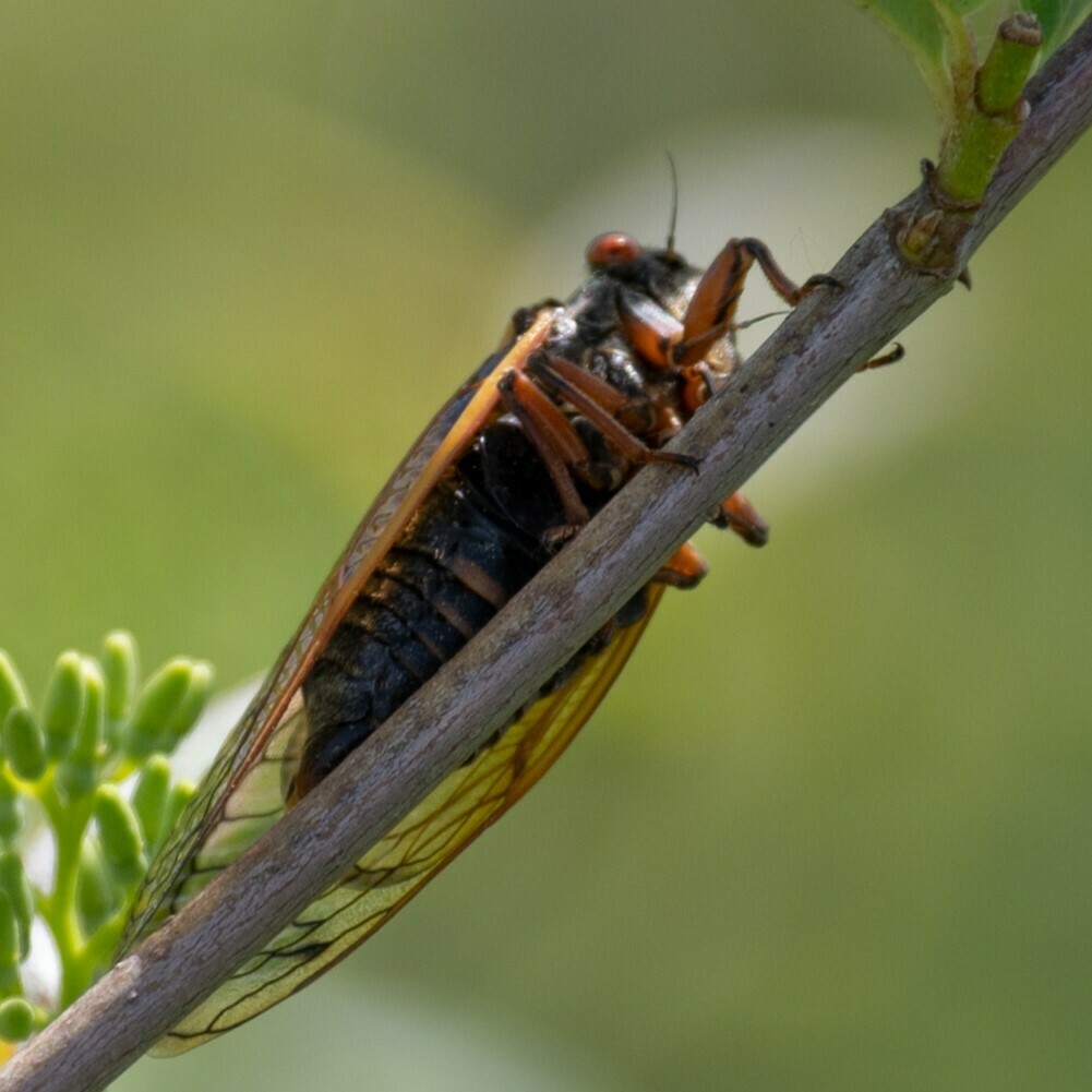 Decula 17-year Cicada from Dupage County, IL, USA on May 19, 2024 at 03 ...