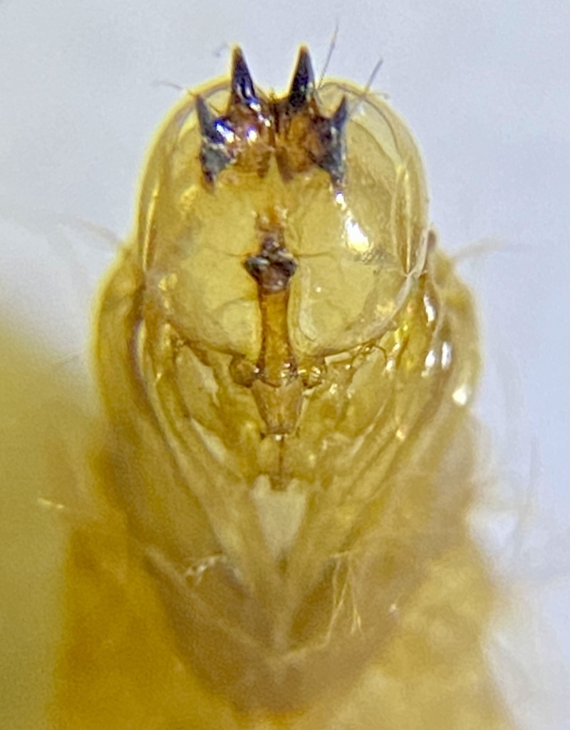 Bee Flies from Erickson Cr, Wagait Beach, NT, AU on May 24, 2024 at 04: ...