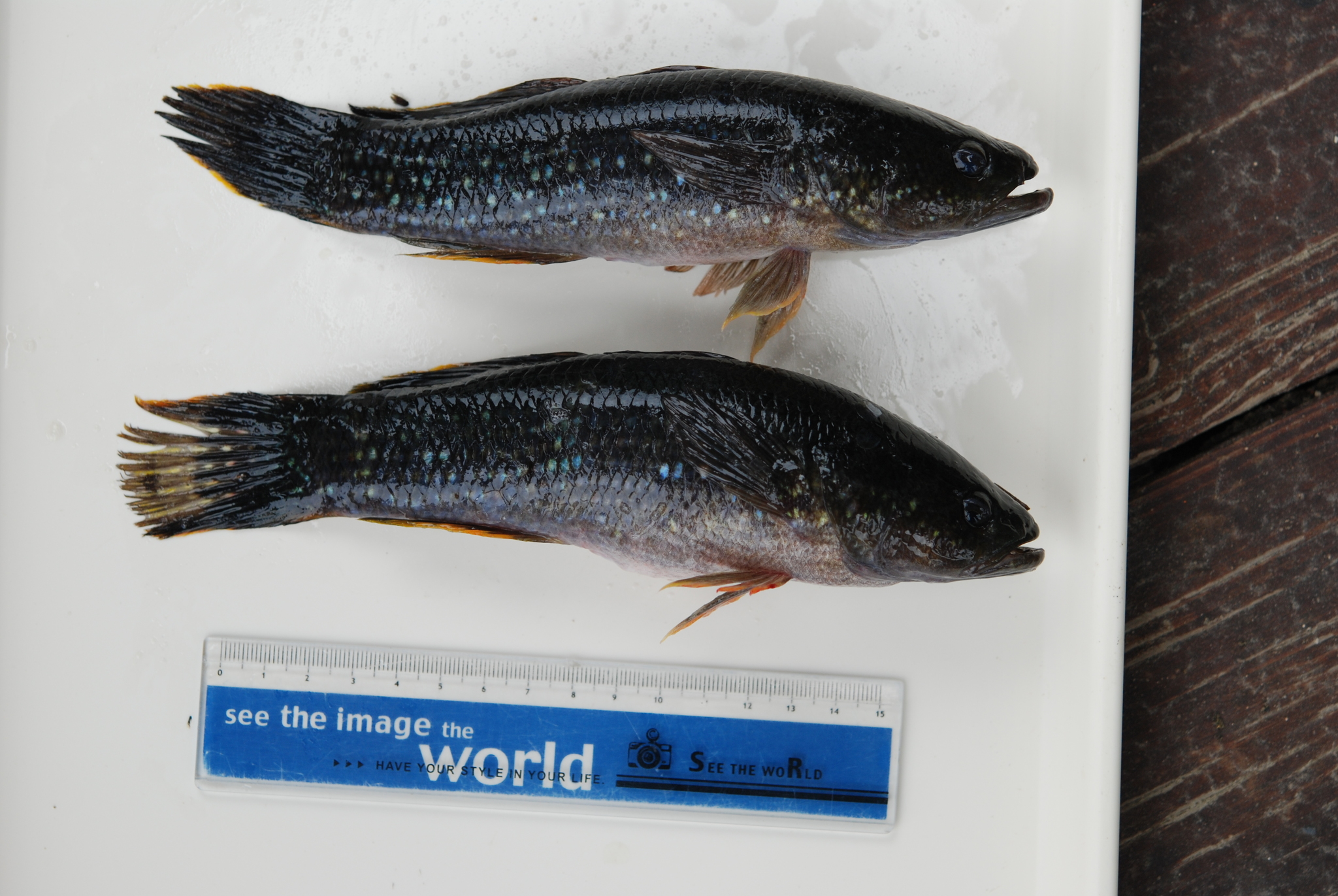 Ophiocara porocephala (Valenciennes, 1837)