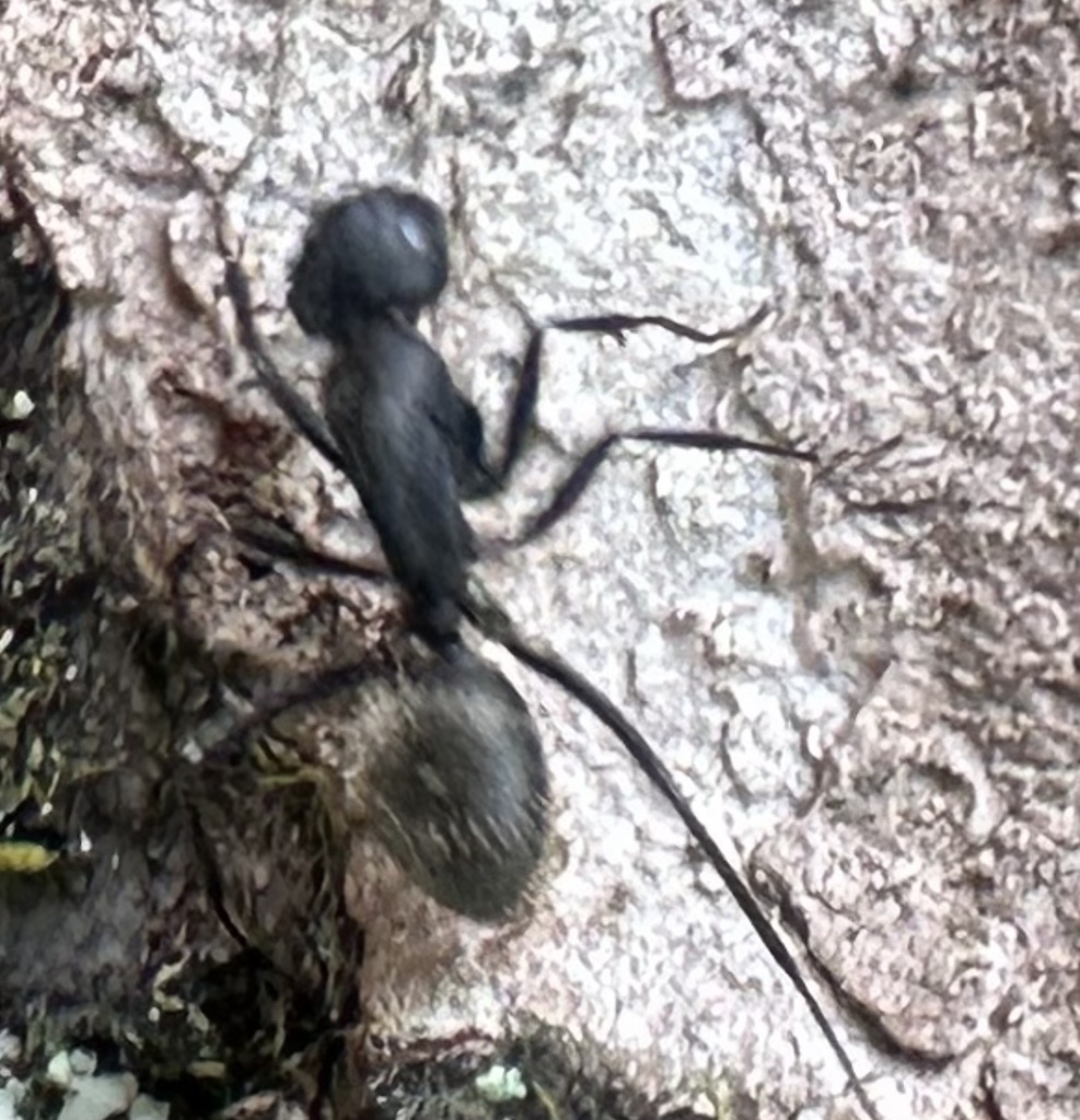 Japanese Carpenter Ant from Kamogawa Park, Kyoto, Kyoto, JP on May 24 ...
