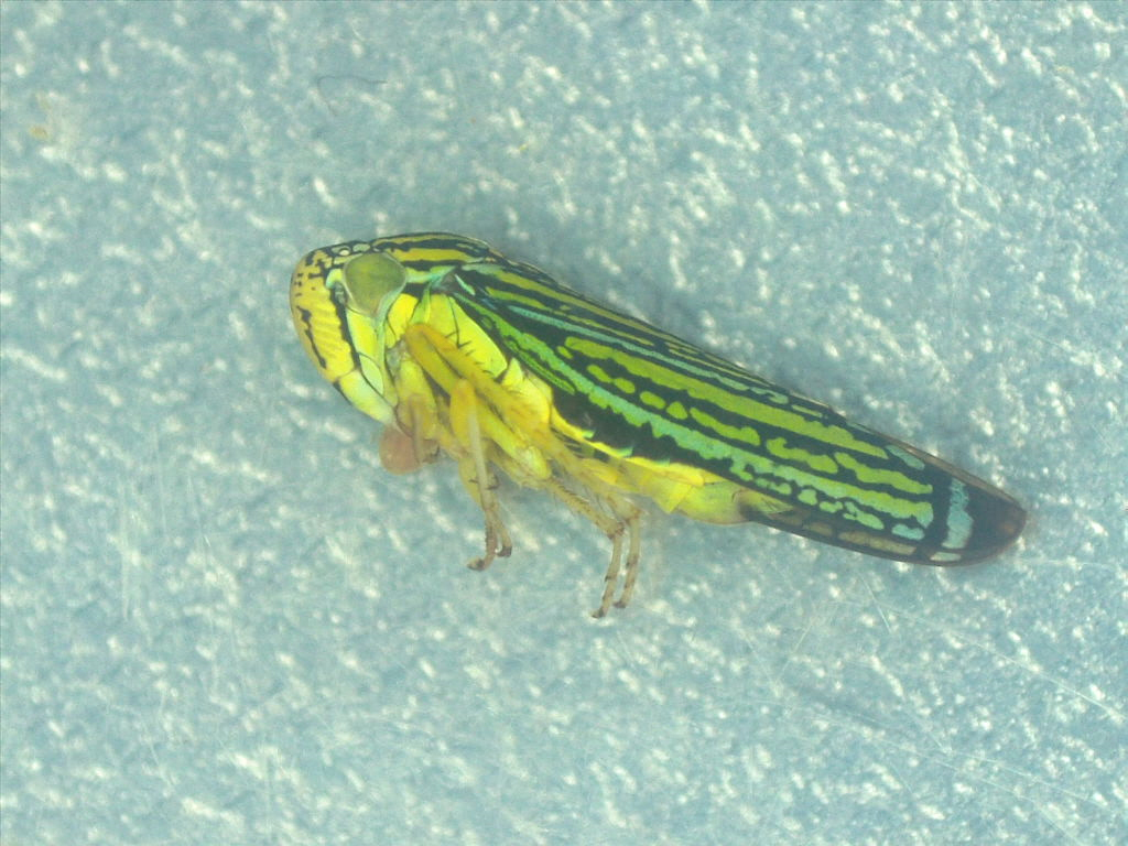 Hadria from Pedernales, Dominican Republic on May 4, 2024 at 04:20 PM ...