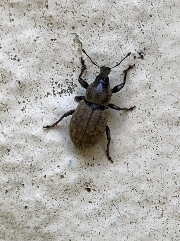Ground Weevil from Teamans Row, Cardiff, Wales, GB on May 24, 2024 at ...