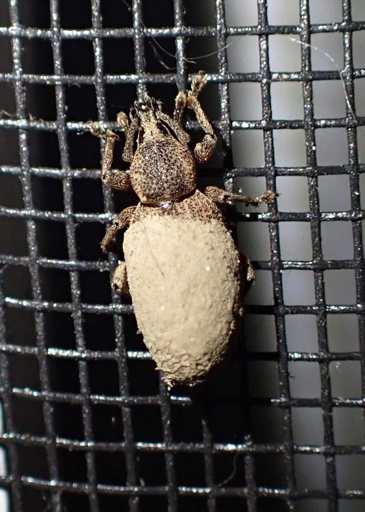 Clay-coloured Weevil from Hancock, NH, USA on May 20, 2024 at 10:11 PM ...