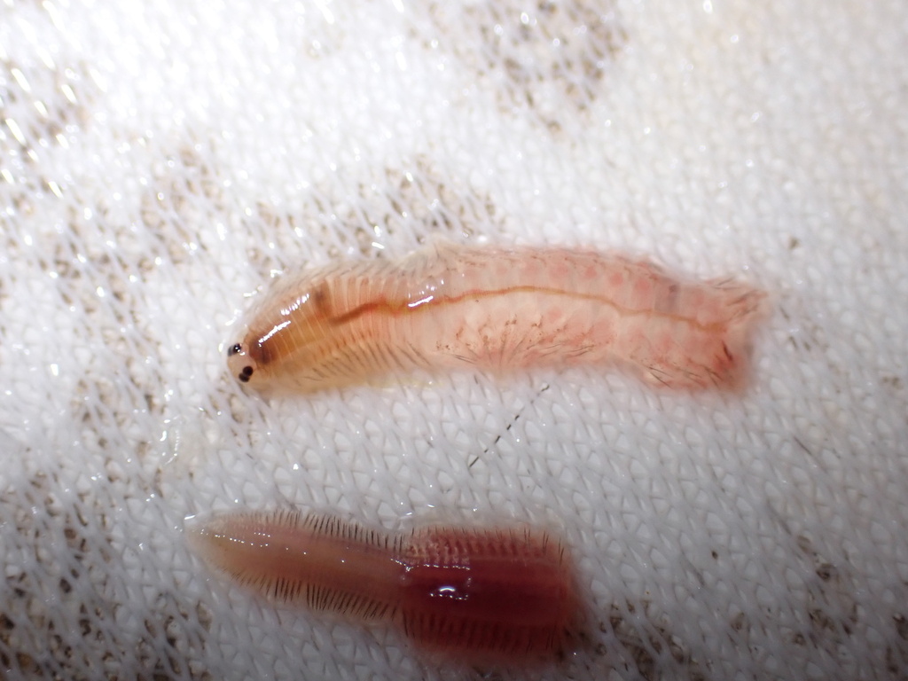 Polychaete Worms from North Atlantic Ocean on May 23, 2024 at 09:42 PM ...