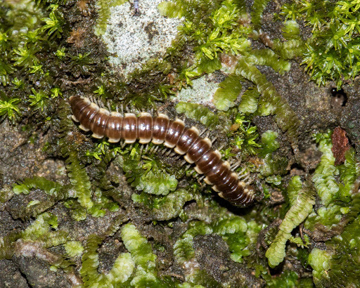 Long-flange Millipede from Kuliouou Ridge Trail, Oahu on May 29, 2016 ...