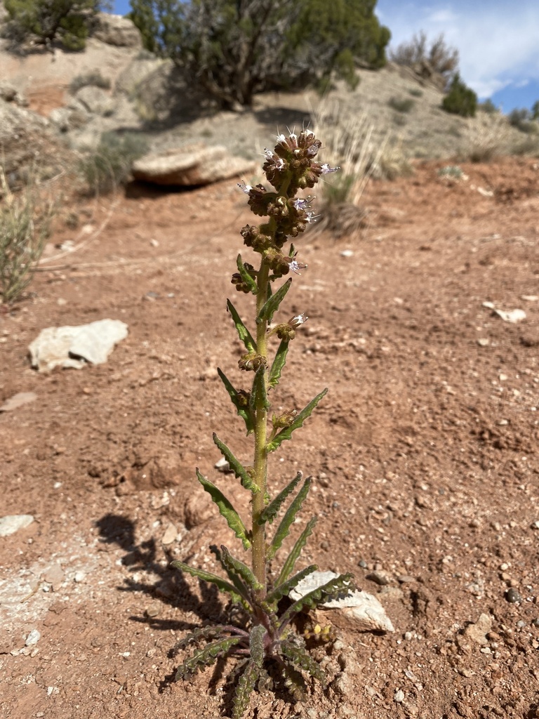 Plateau phacelia from Huntington, UT, US on May 12, 2024 at 03:56 PM by ...