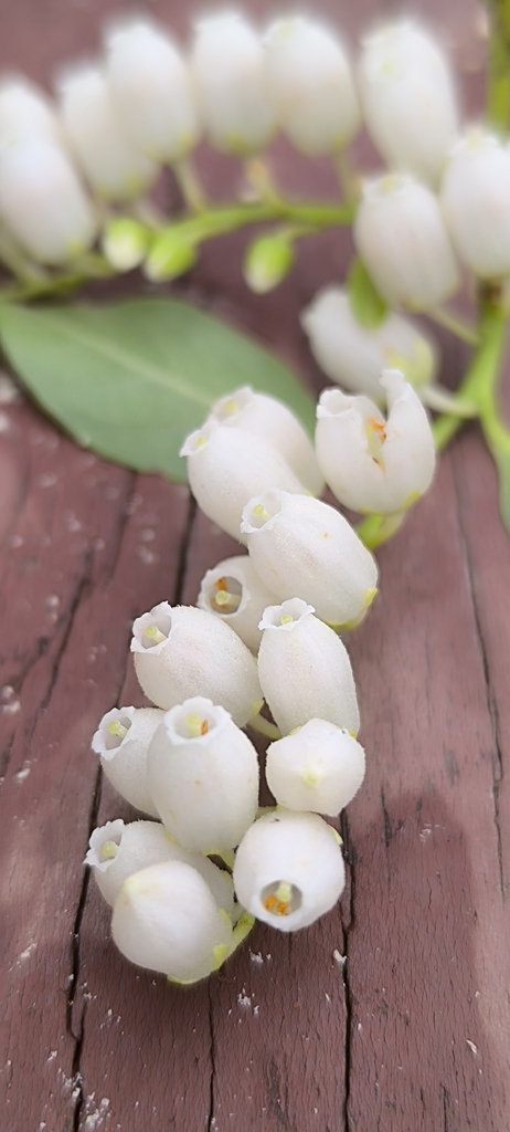 oval-leaf lyonia from J7JC+G9M, Dakshinkali 44600, Nepal on May 23 ...