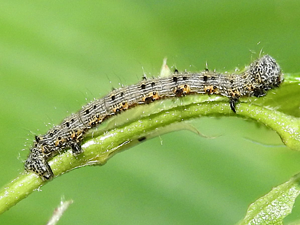 Half-wing Moth from Town of Rockingham, VT, USA on May 24, 2024 at 10: ...