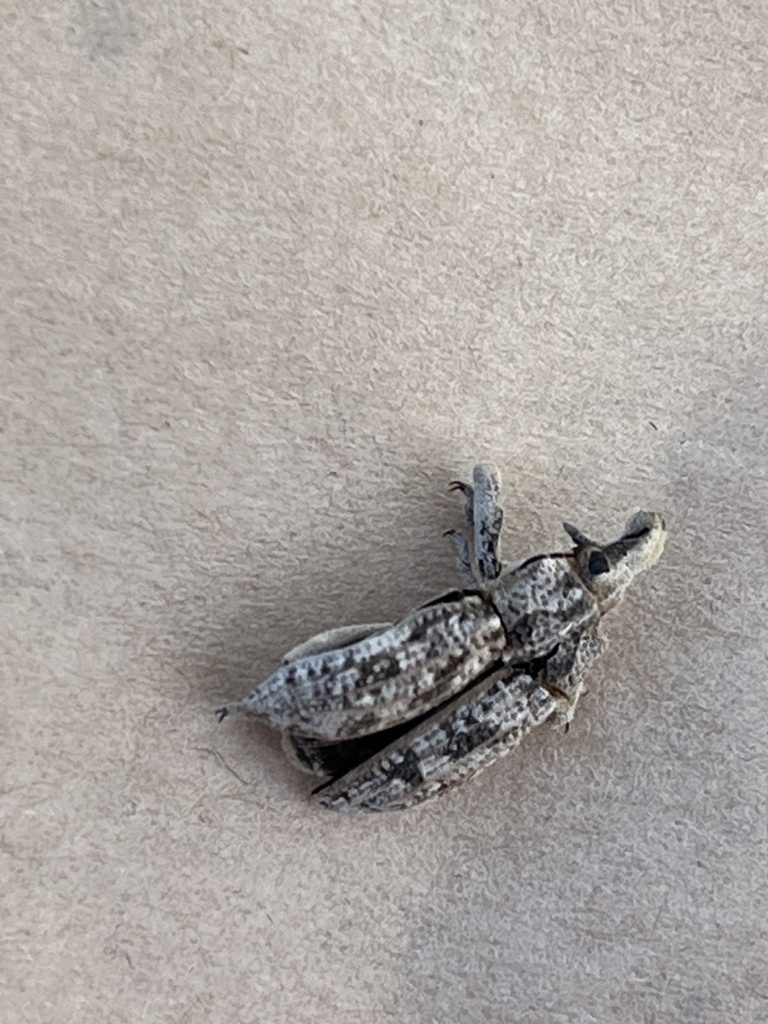 Cleonini from White Sands National Park, Alamogordo, NM, US on May 24 ...