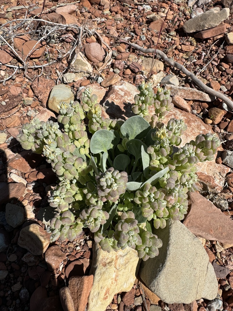 Double Bladderpod from Bedrock, CO, US on May 20, 2024 at 09:45 AM by ...