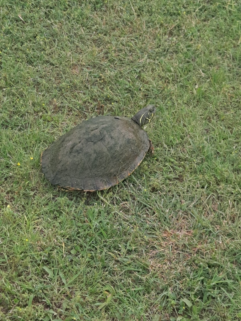 Texas Cooter from Burleson, TX, USA on May 24, 2024 at 10:37 AM by ...