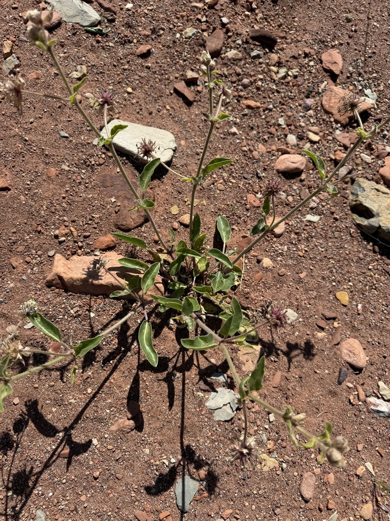 Snowball Sand Verbena from Bedrock, CO, US on May 20, 2024 at 10:03 AM ...