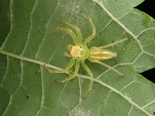 Plexippoides guangxi · iNaturalist