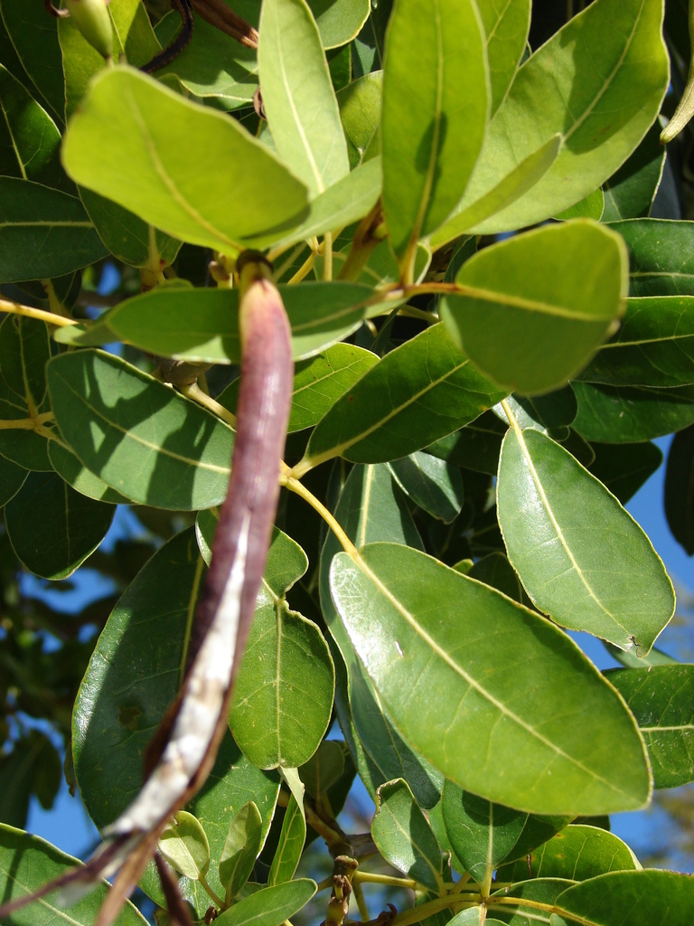Pink Trumpet-tree (Tabebuia heterophylla) - Botanical Realm