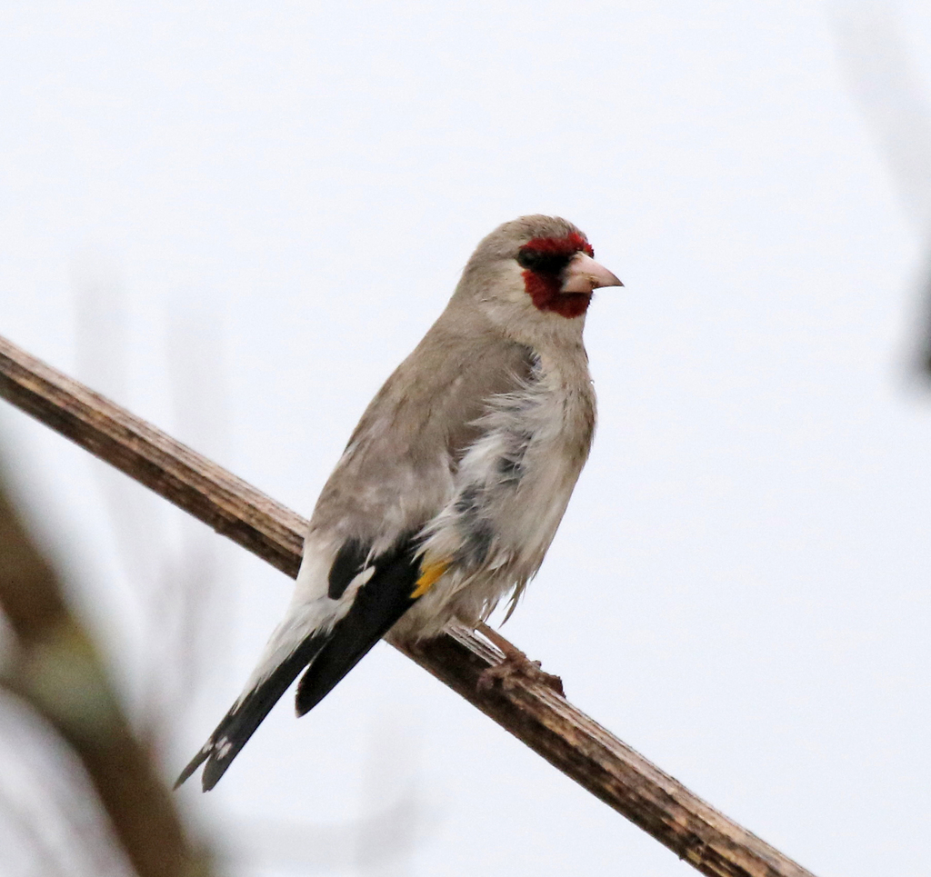 Gray-crowned Goldfinch from Сыктывдинский р-н, Респ. Коми, Россия on ...
