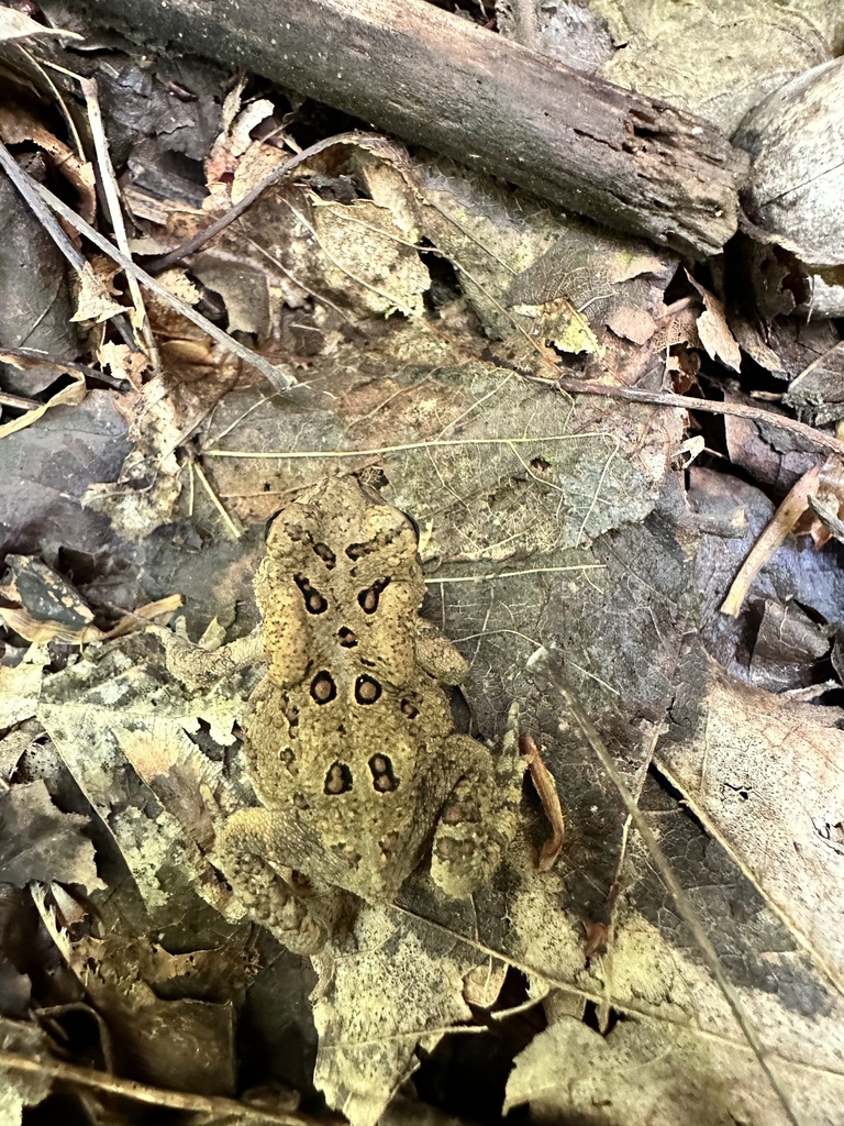 American Toad from Kinnelon, NJ, US on May 24, 2024 at 10:39 AM by ...
