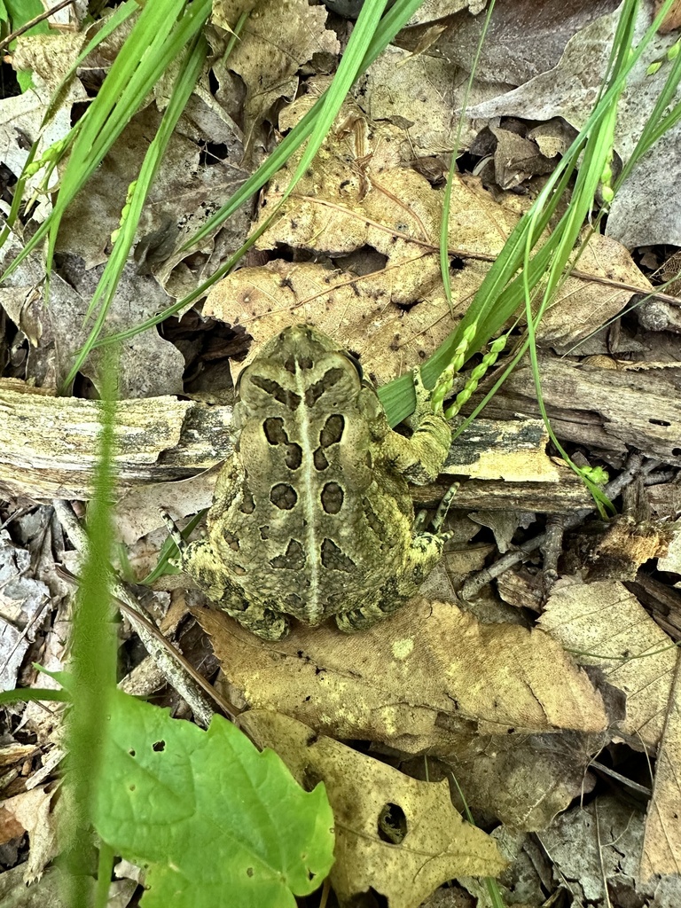 Fowler's Toad from Kinnelon, NJ, US on May 24, 2024 at 10:39 AM by ...