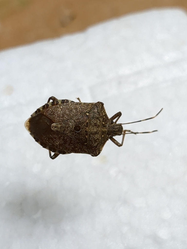 Brown Marmorated Stink Bug from Centerville, OH, USA on May 22, 2024 by ...
