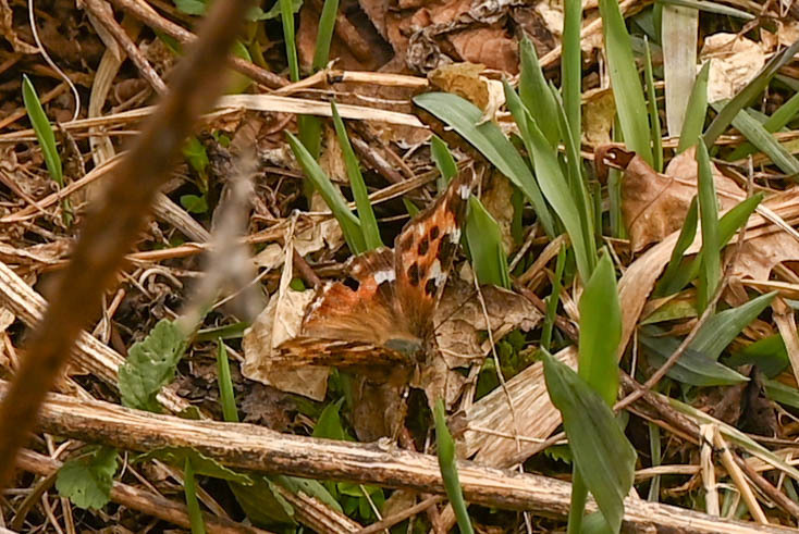 Compton Tortoiseshell from 中国吉林省白山市 on April 19, 2024 at 01:34 PM by ...
