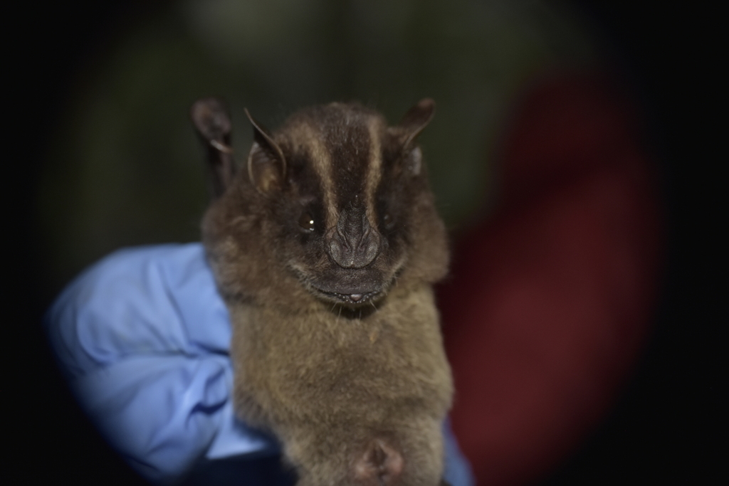 Chocó Broad-nosed Bat in May 2024 by jorgebrito · iNaturalist