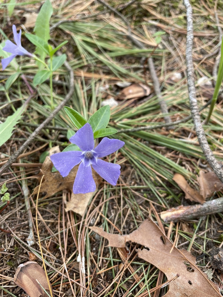 lesser periwinkle from Stuyvesant Dr, Schenectady, NY, US on May 4 ...