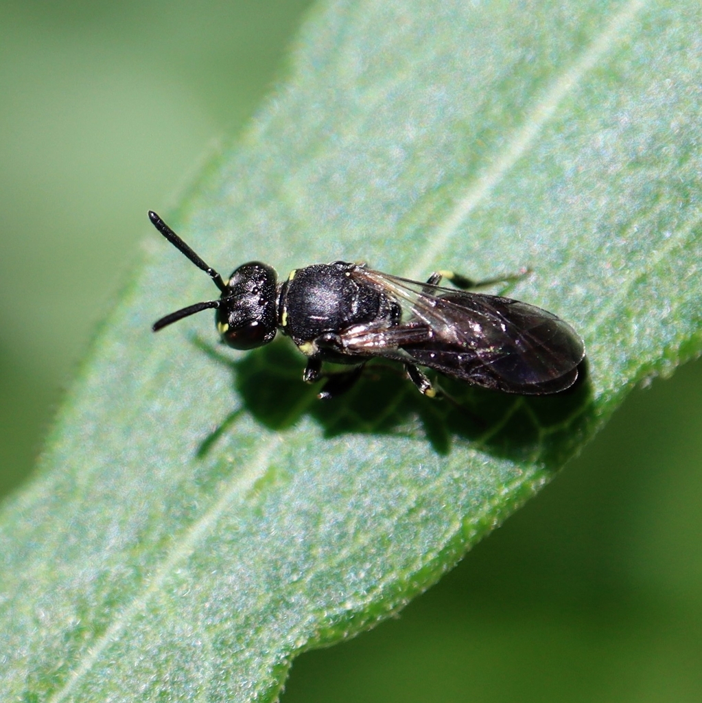 Masked Bees in May 2024 by wowsomany. At first I thought the low ...