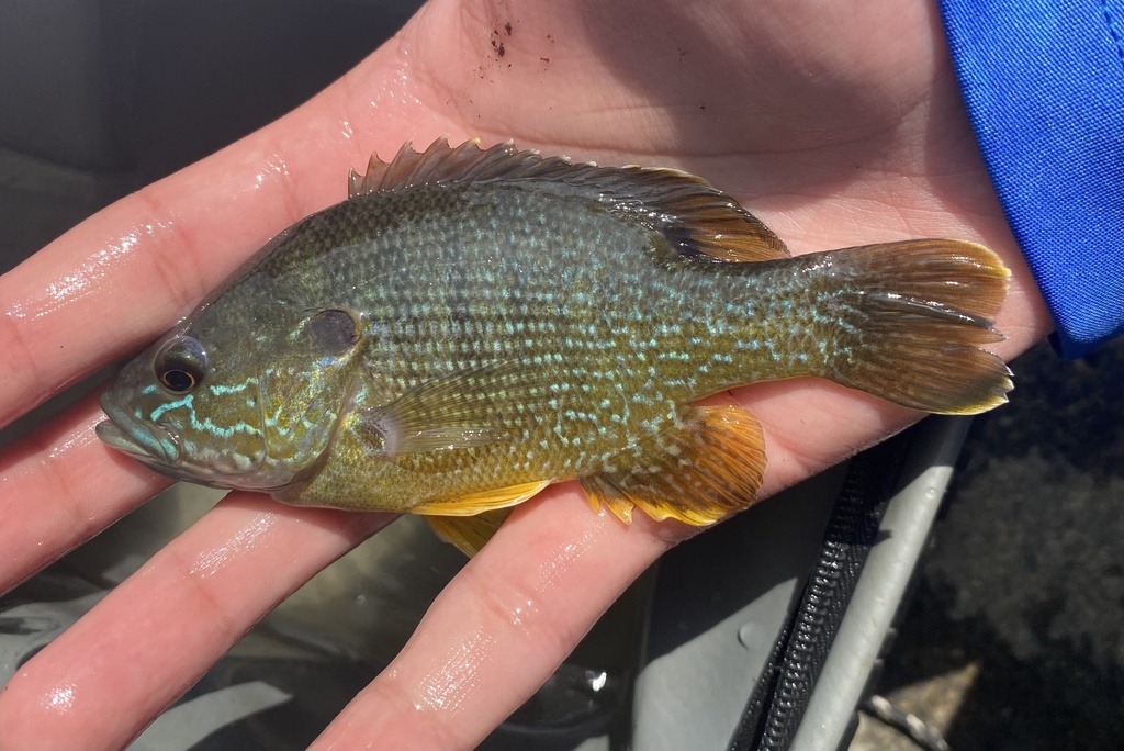 Green Sunfish from Hyla Brook Rd, Columbia, MD, US on May 24, 2024 at ...