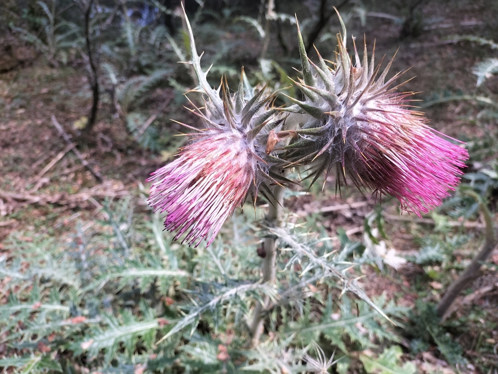 red thistle from 2J47+2V, 52495 Lomas de Teocaltzingo, Méx., México on ...
