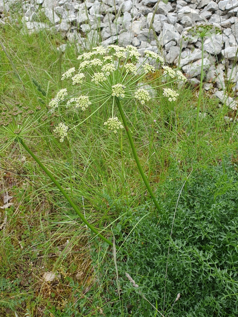 French Sermountain from 46160 Saint-Chels, France on May 24, 2024 at 03 ...