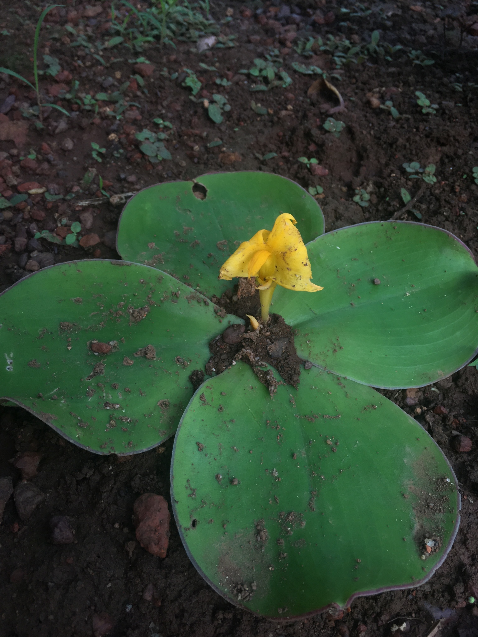 Costus spectabilis (Fenzl) K.Schum.